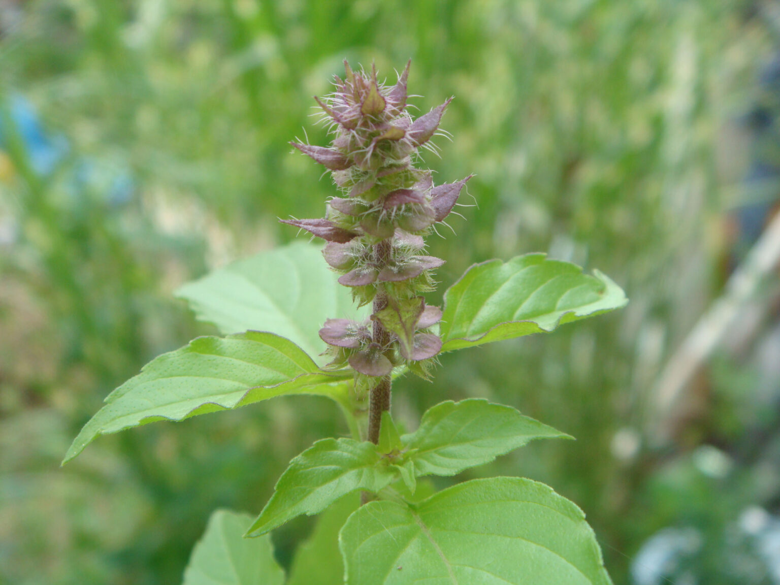 アンチエイジングからリラクゼーションまで！最強のアダプトゲン・ハーブ 「トゥルシー（ホーリーバジル）」とは？ | prasada